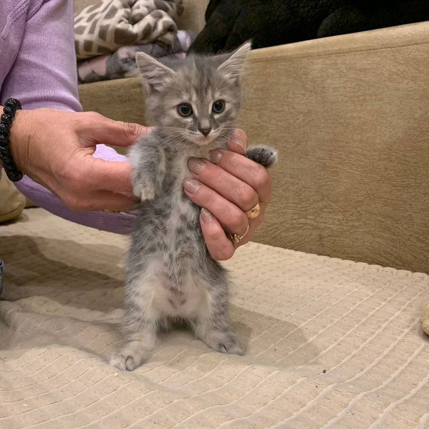 Котята