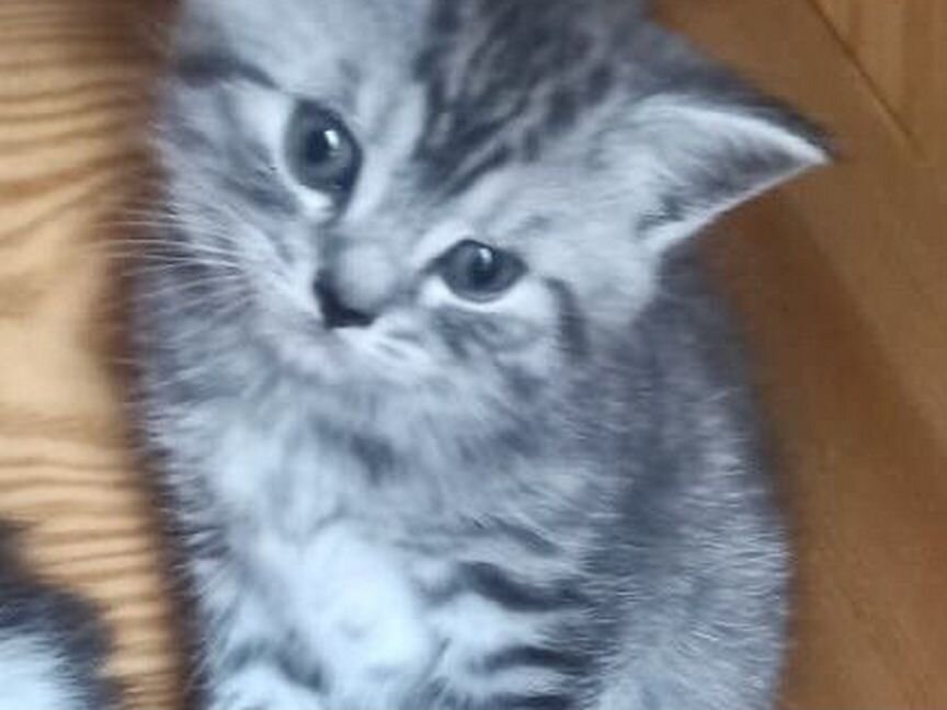 Котята мейн-кун