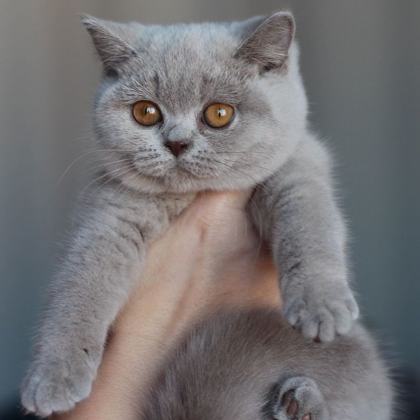 Британский короткошёрстный котёнок