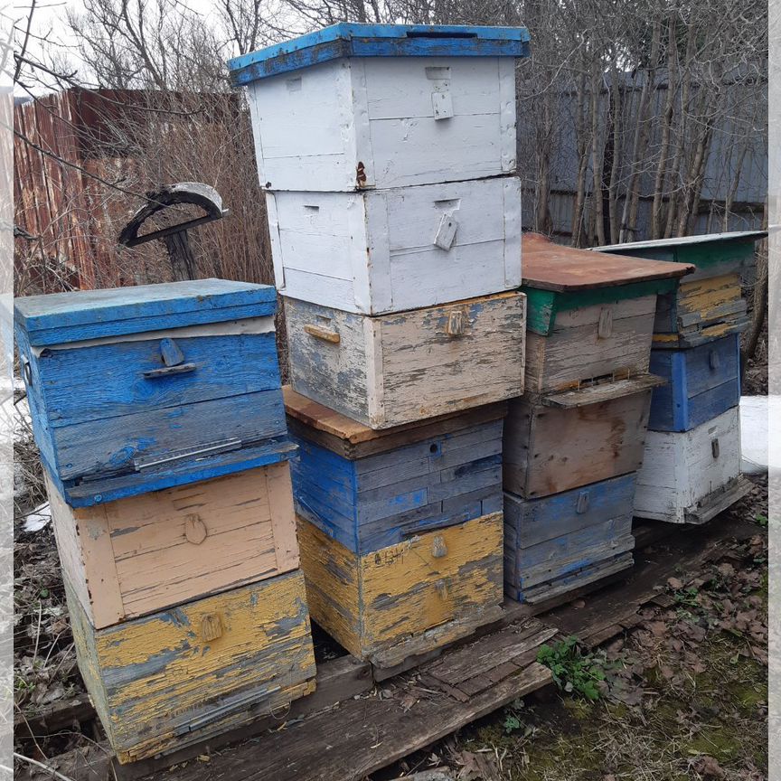 Ульи дадан 12 рамочные продам в колличестве 20