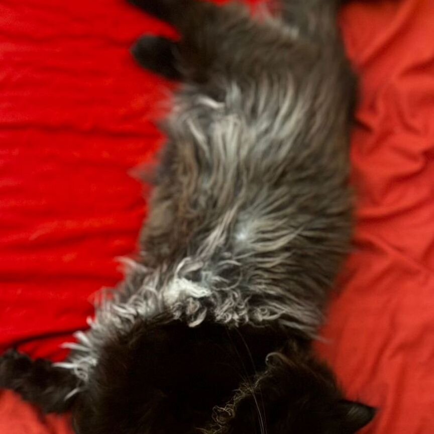Кот, вязка, бесплатно