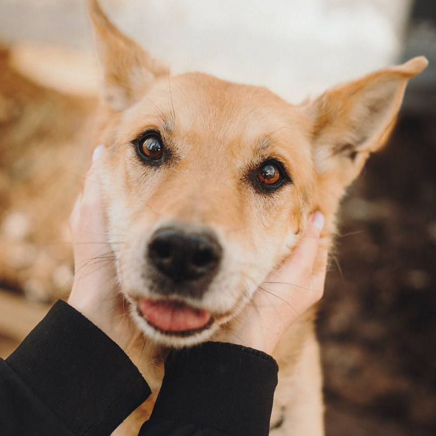 Взрослая собака в добрые руки