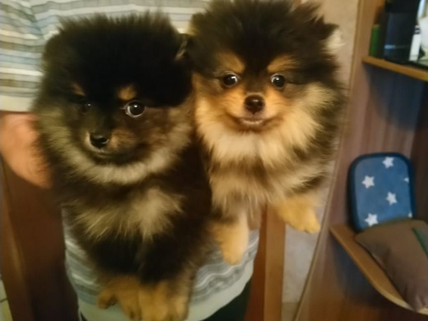 Щенки шпица