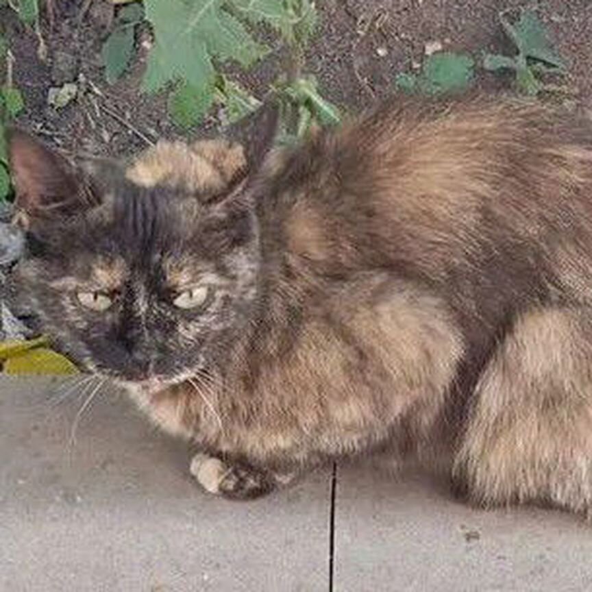 Взрослая кошка в добрые руки