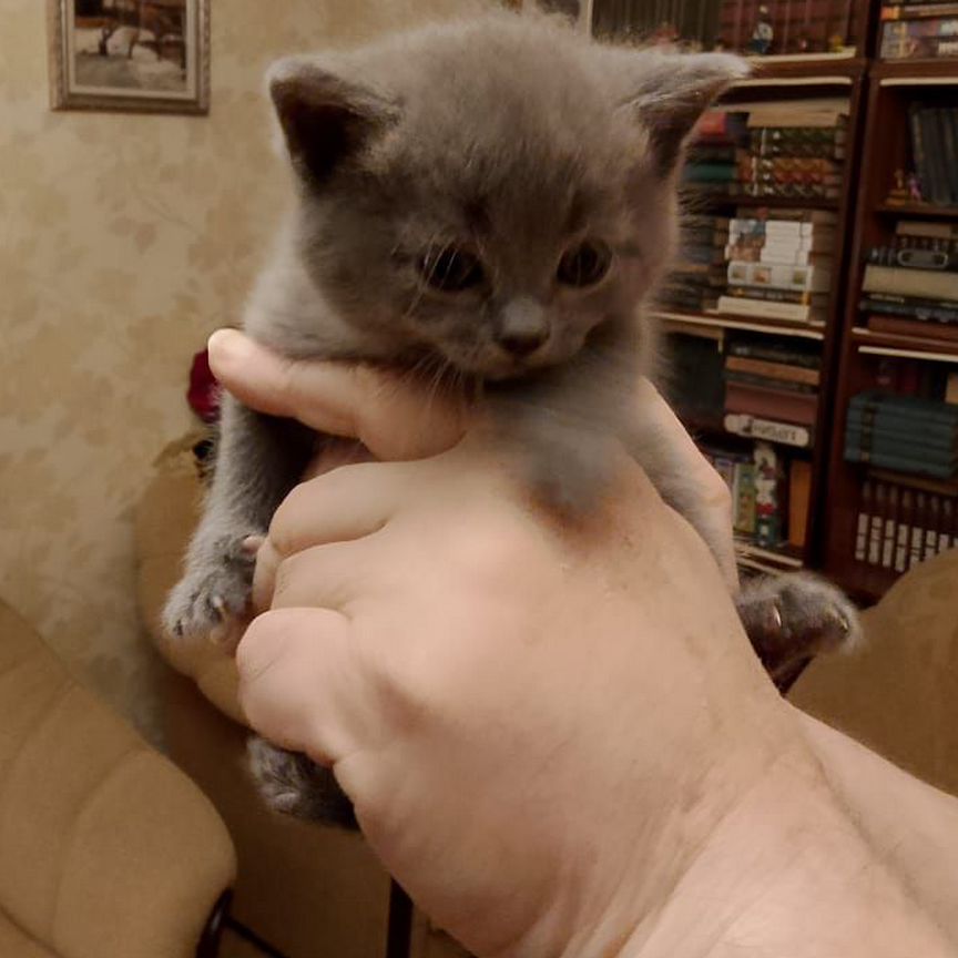 Котята в добрые руки бесплатно