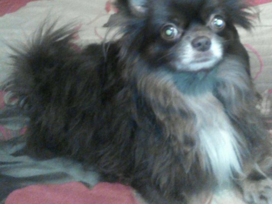 Чихуахуа мальчик