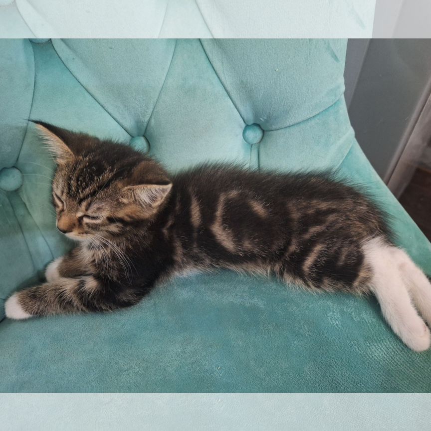 Котёнок в добрые руки