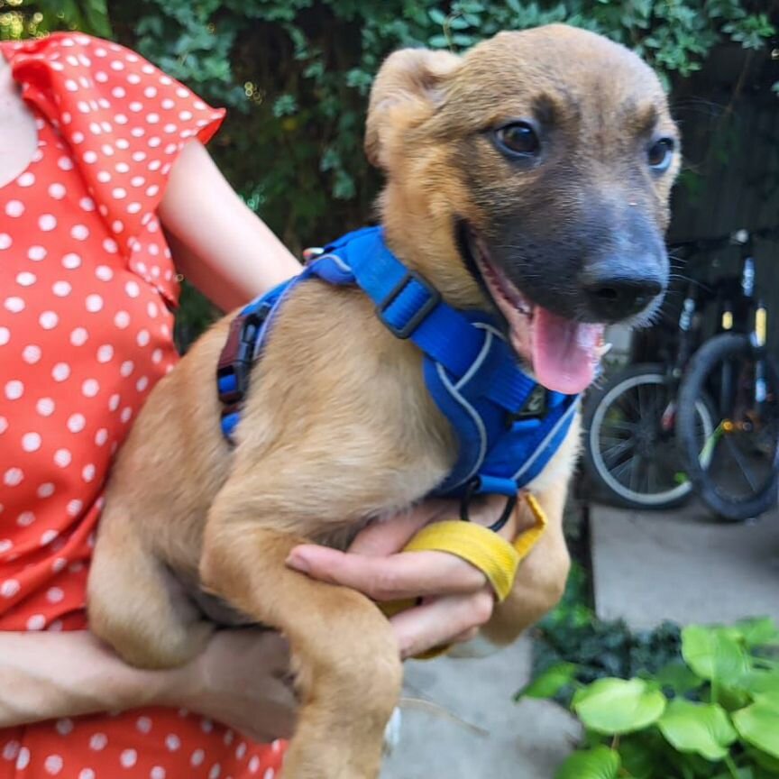 Небольшой щенок мальчик ищет дом