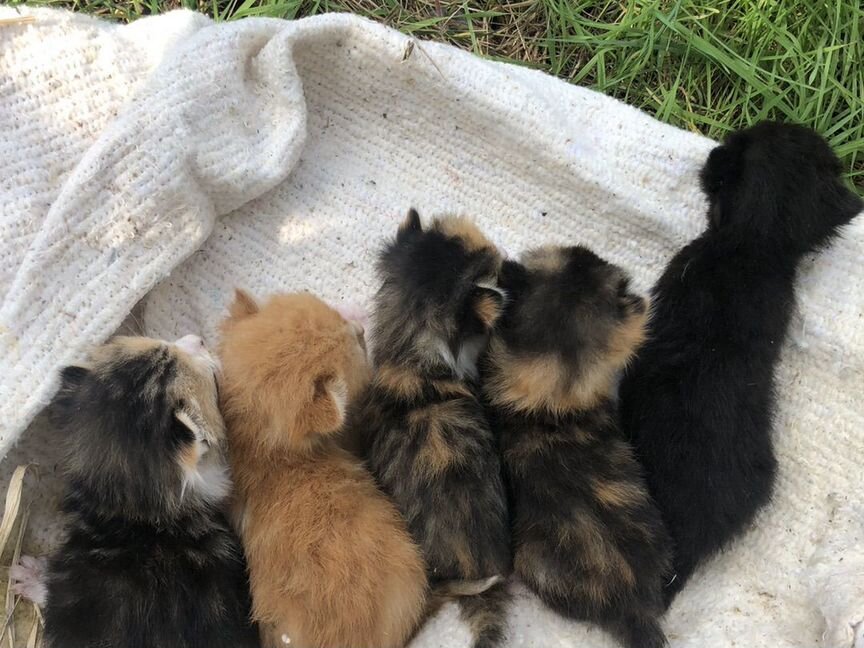 Котята в добрые руки