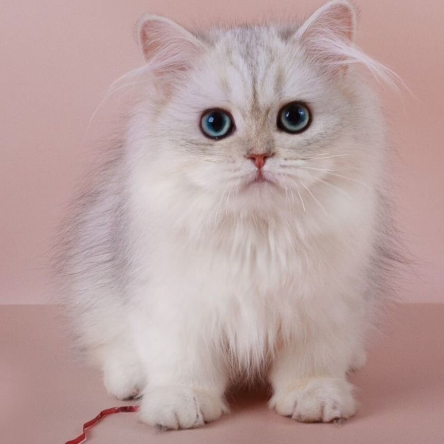 Котенок британская шиншилла