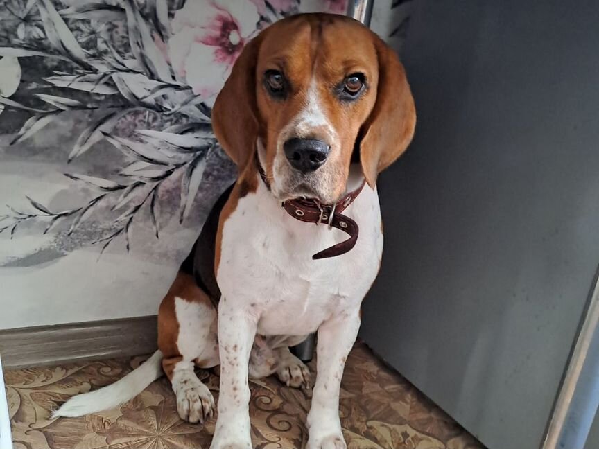 Бигль в добрые руки