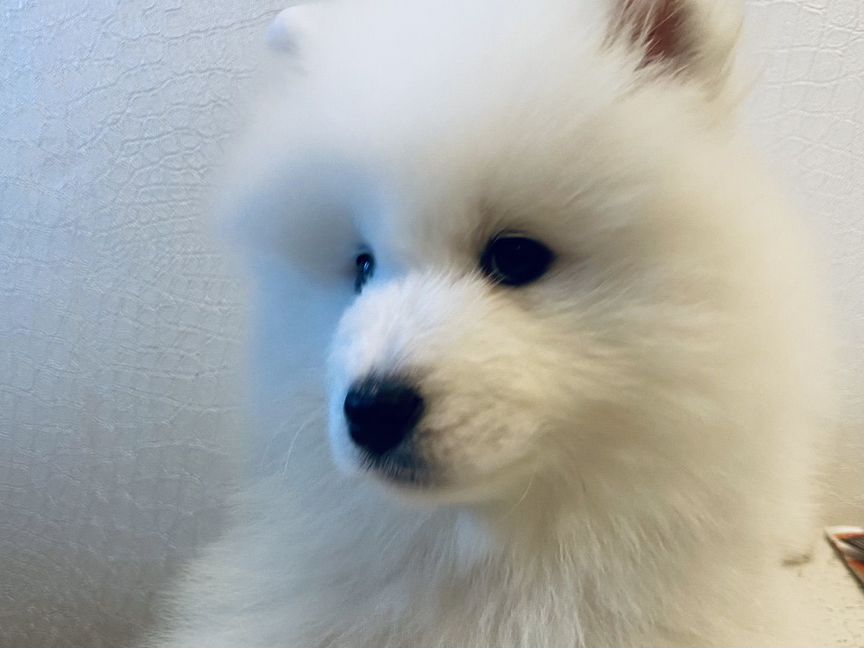 Самоед под Новогоднюю елочку