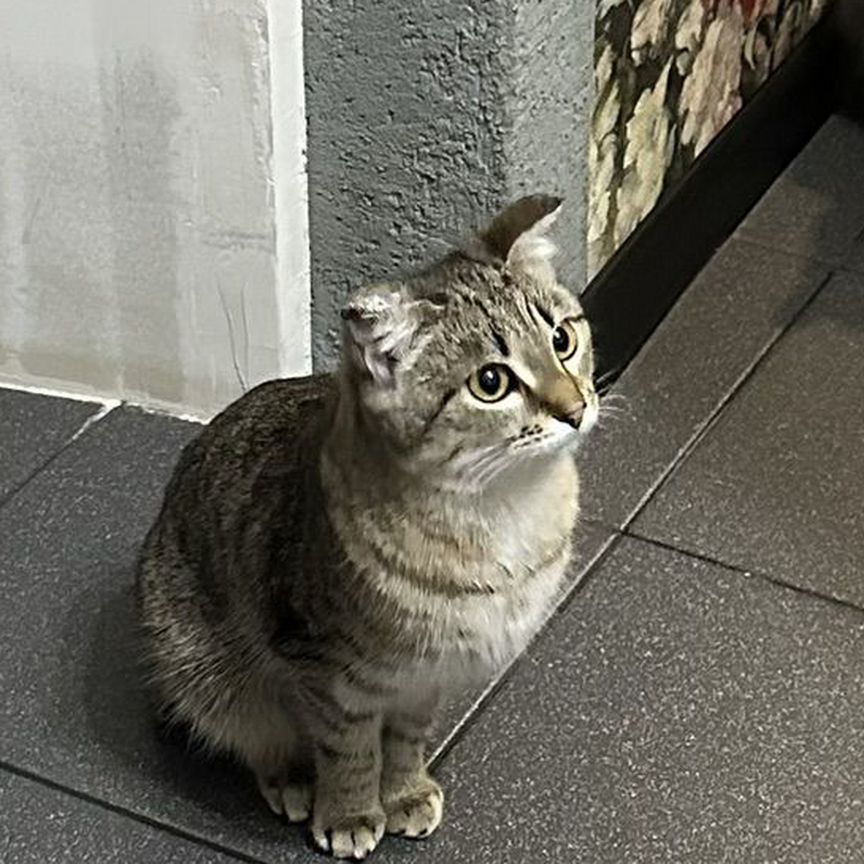 Сибирский котёнок