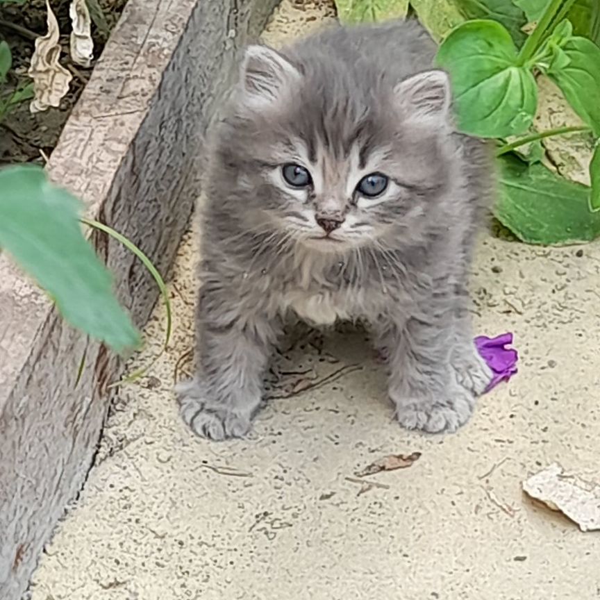 Отдам голубоглазую красотку в добрые руки