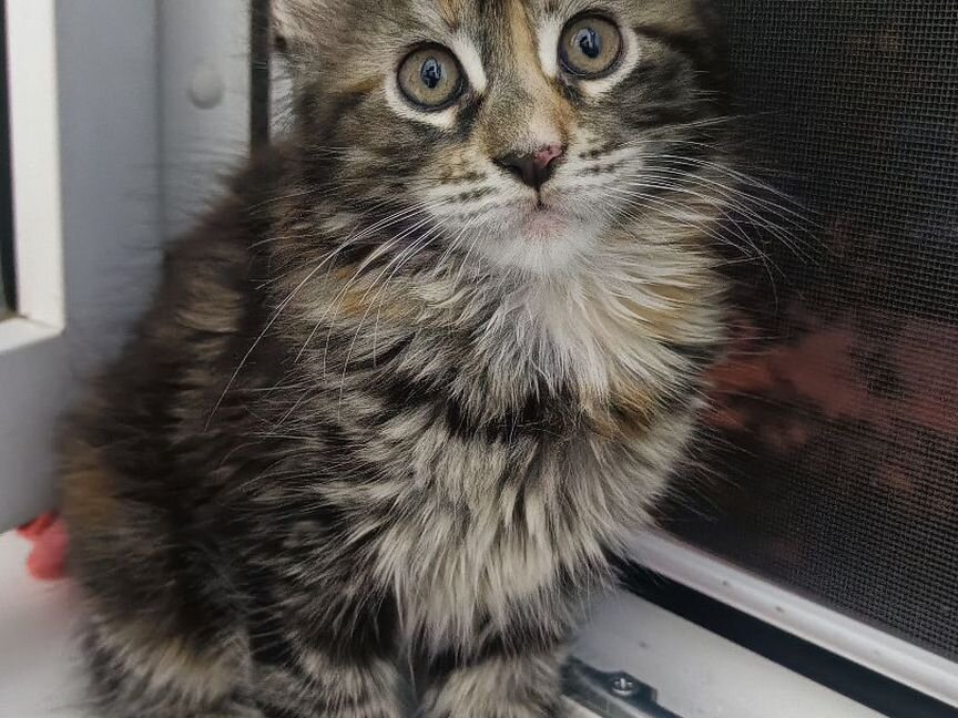 Котята продаю