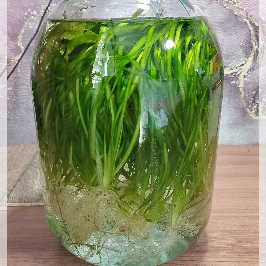 Валинснерия, криптокорина в аквариум