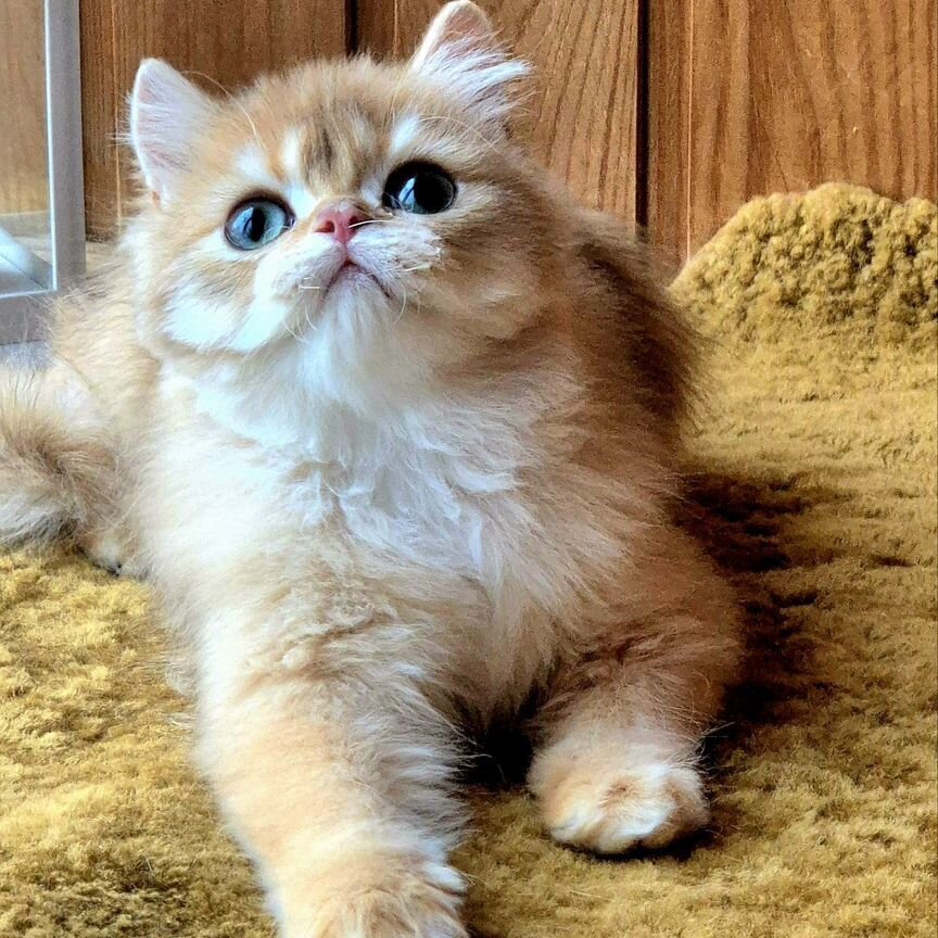 Шикарный британский котик золотая шиншилла