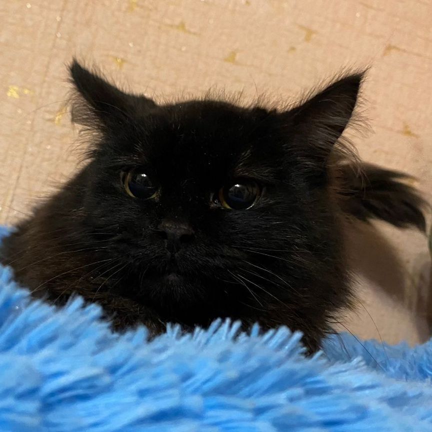 Взрослый кот в добрые руки