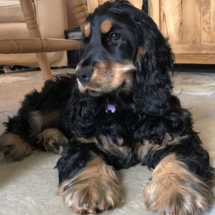 Английский кокер-спаниель, щенок