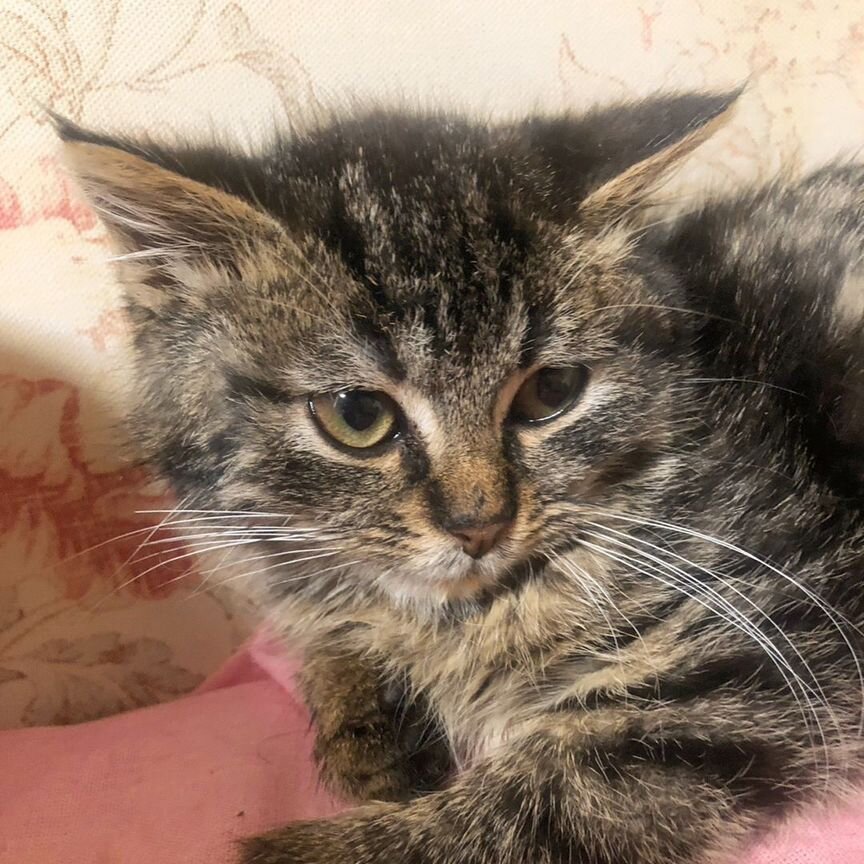 Котёнок в добрые руки