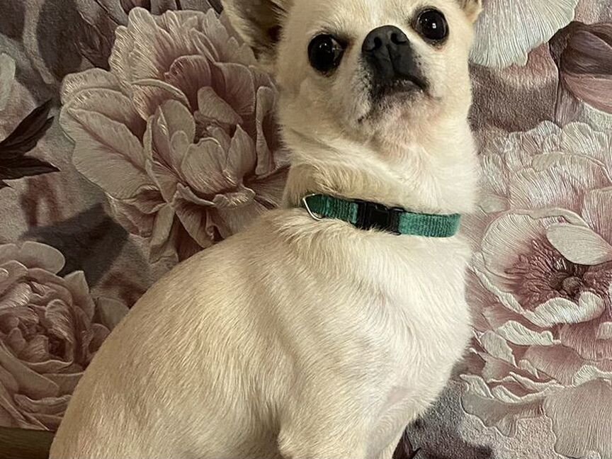 Мальчик красавчик