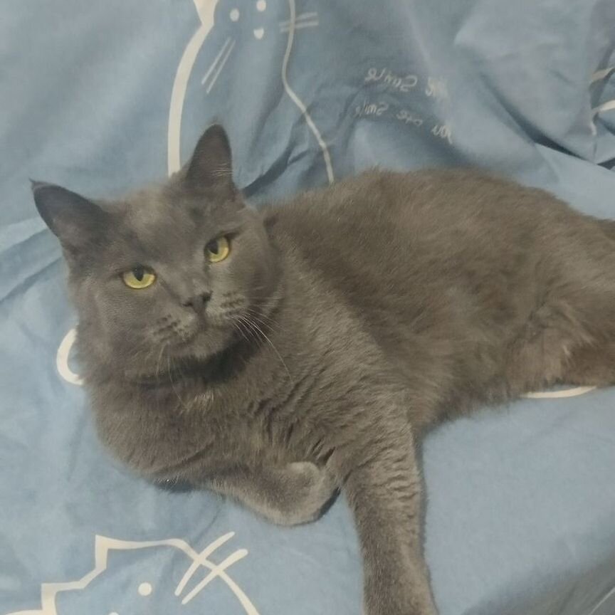 Котик в добрые руки