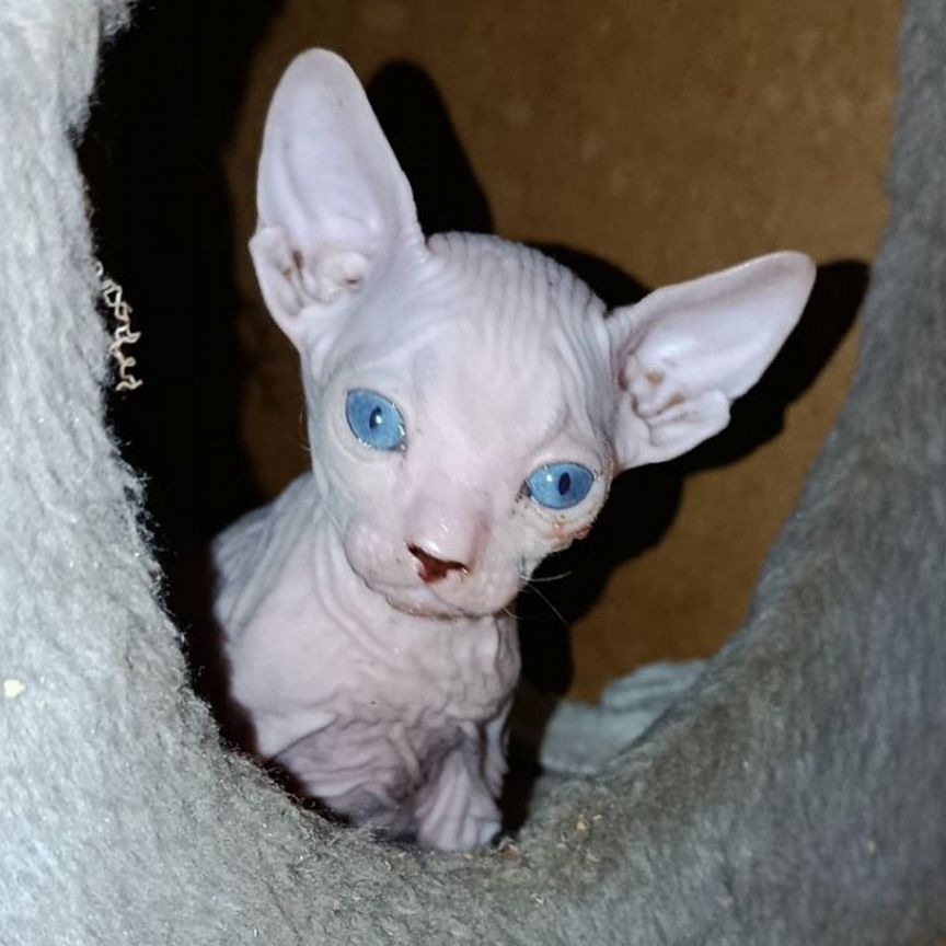 Донской сфинкс котёнок