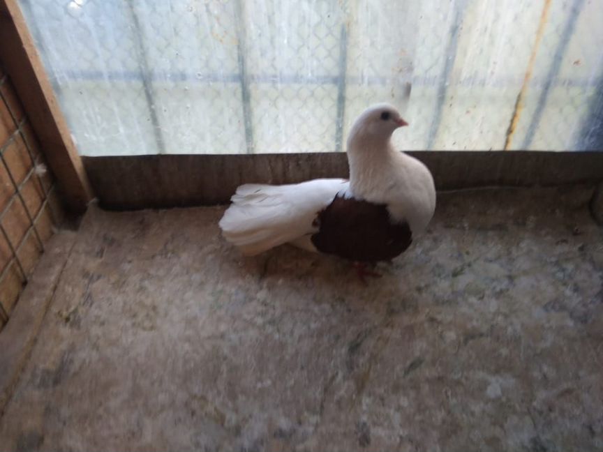 Чилик голубь