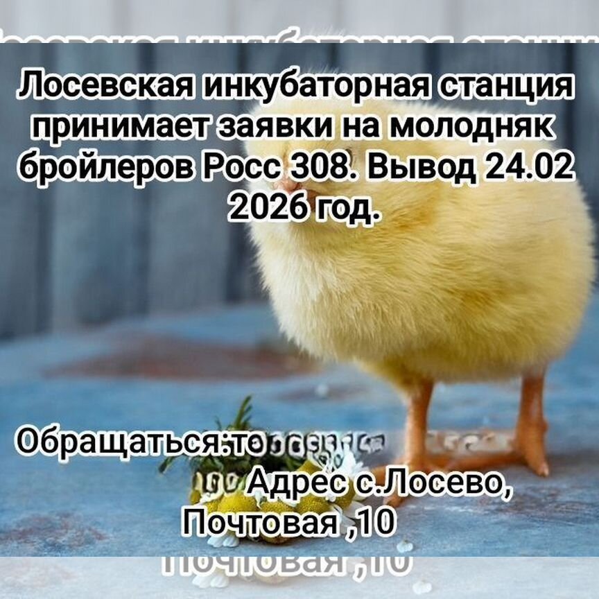 Продажа молодняка домашней птицы