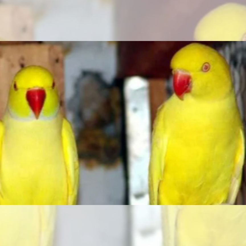 Ожереловые Попугай