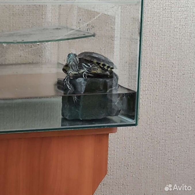 Красноухая черепаха бесплатно с аквариумом, фильтр