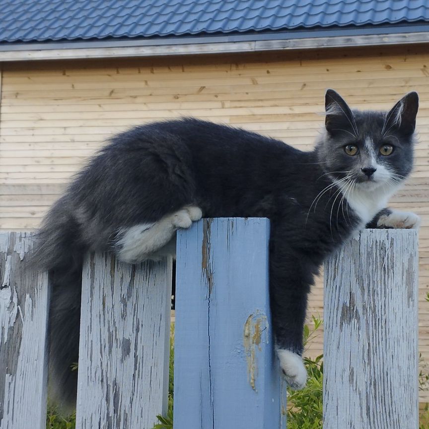 Взрослая кошка в добрые руки