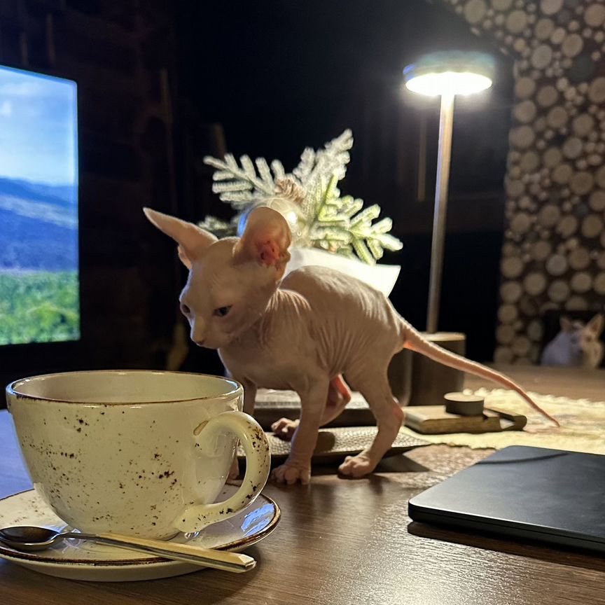 Канадский сфинкс котёнок