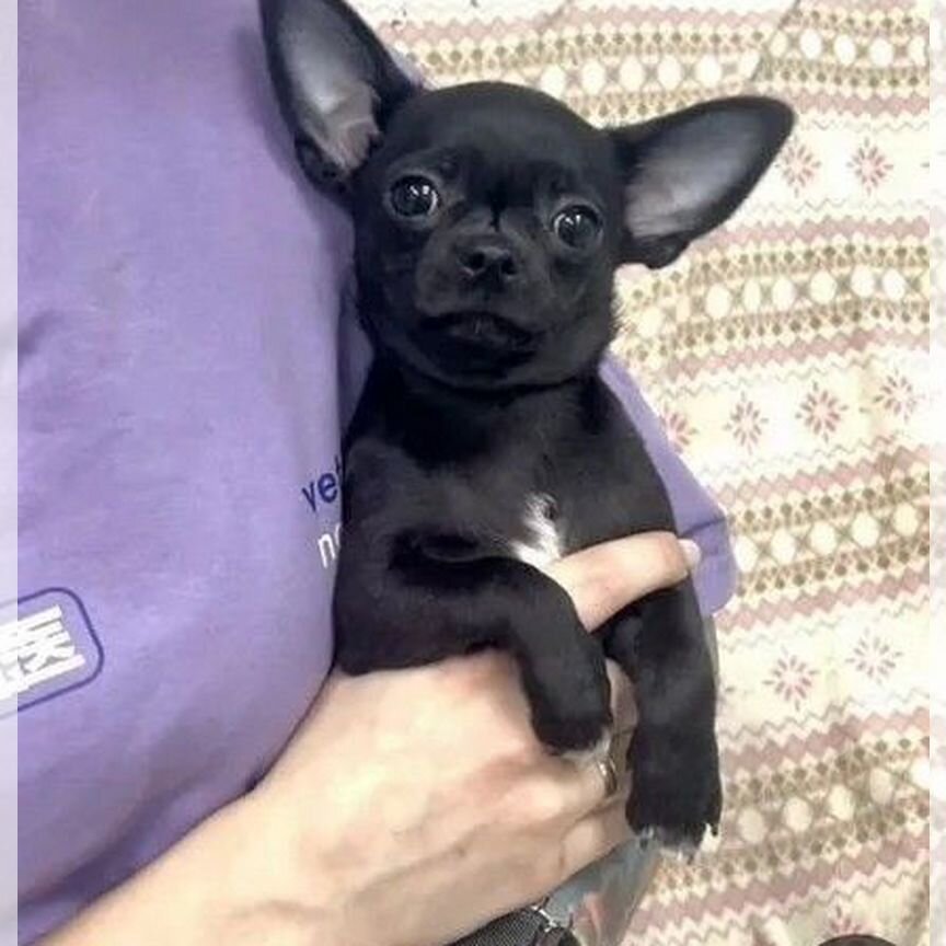 Чихуахуа, щенок