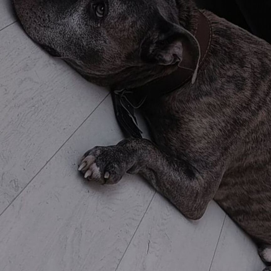 Кабель для вязки стафф терьер