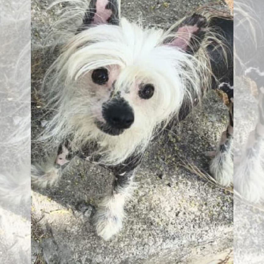 Китайская хохлатая вязка