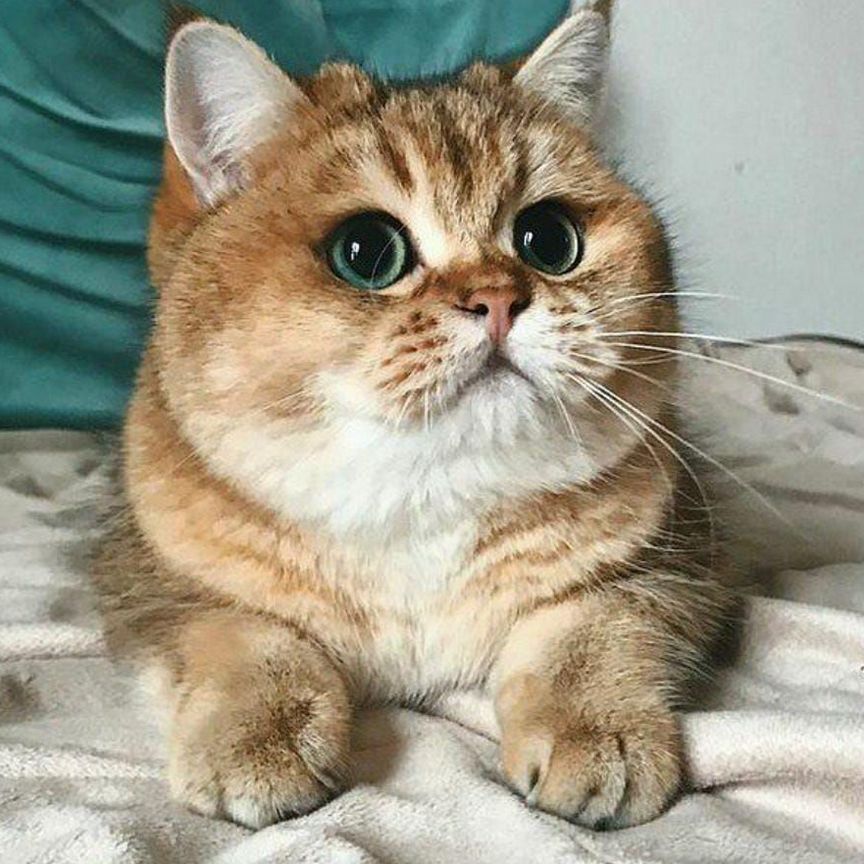 Продам котенка Золотая Шиншилла