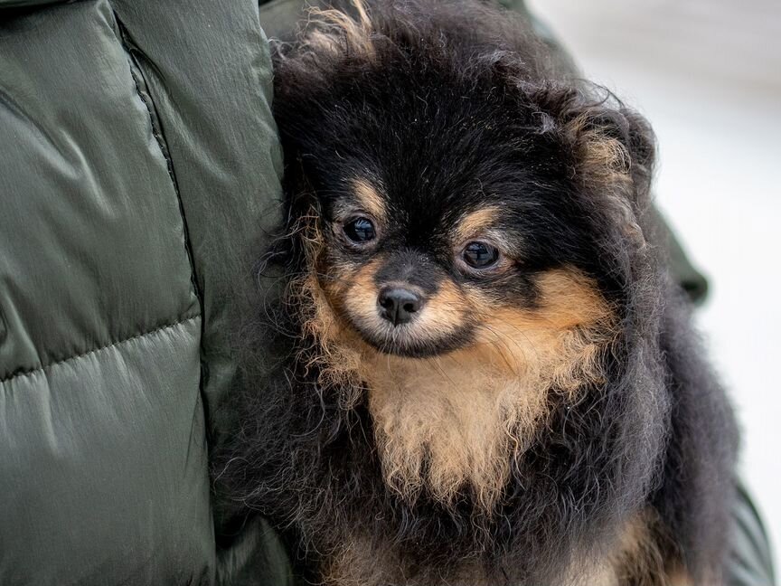 Шпиц померанский девочка мини