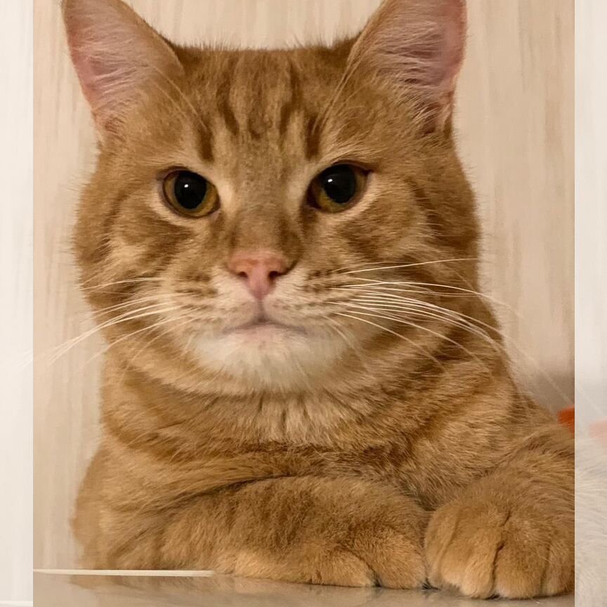 Котик Лютик в добрые руки