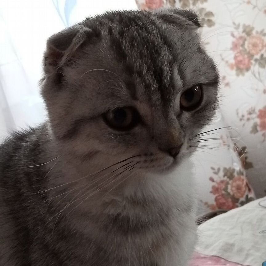 Шотландские вислоухие котята бесплатно