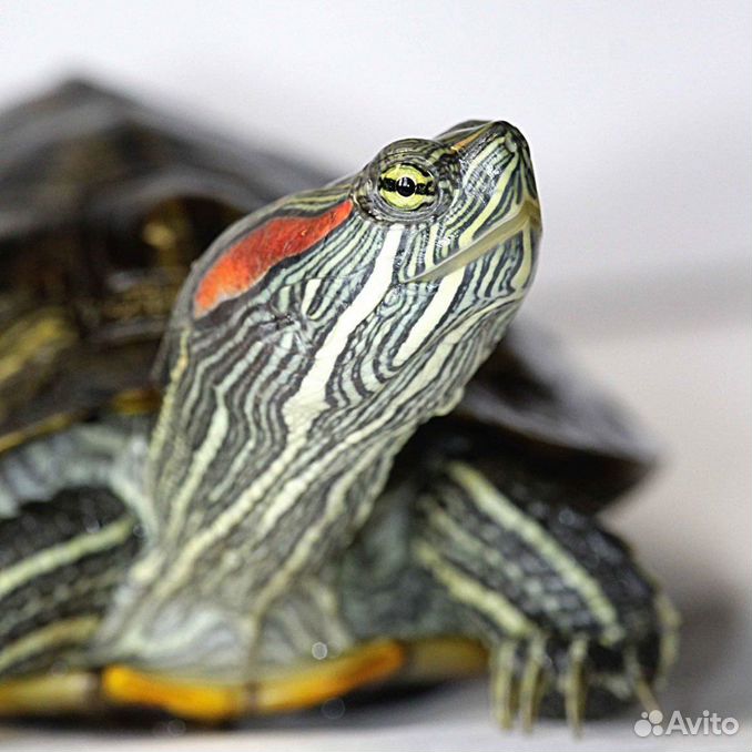 Красноухая черепаха Самка бесплатно