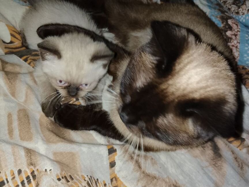 Сиамские котята