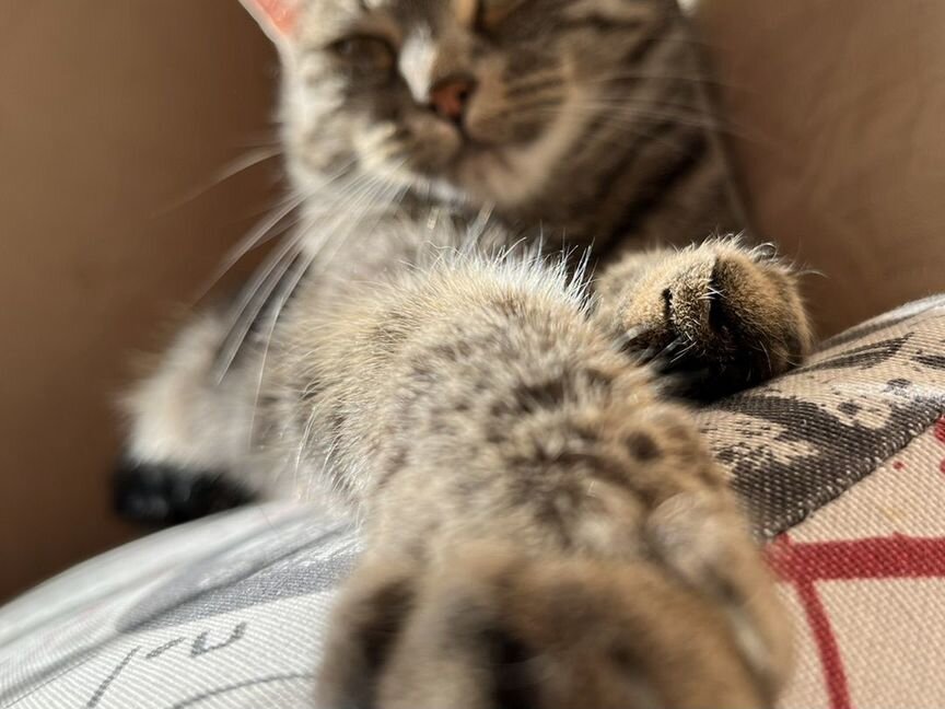 Кошка