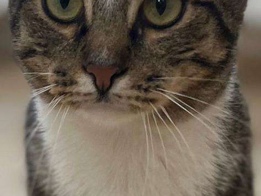 Грустный кот