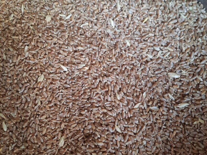 Озимая пшеница