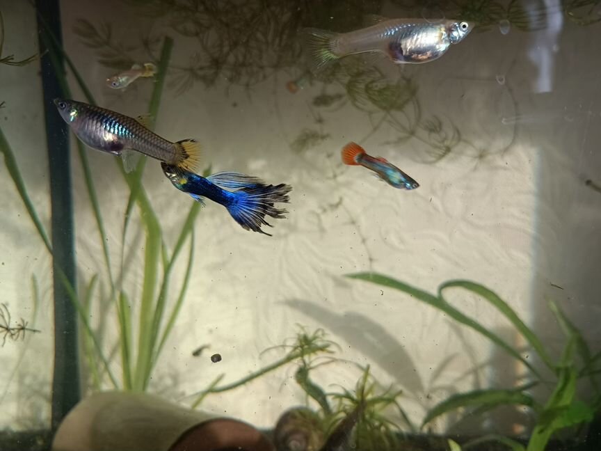 Гуппи, Ампулярии