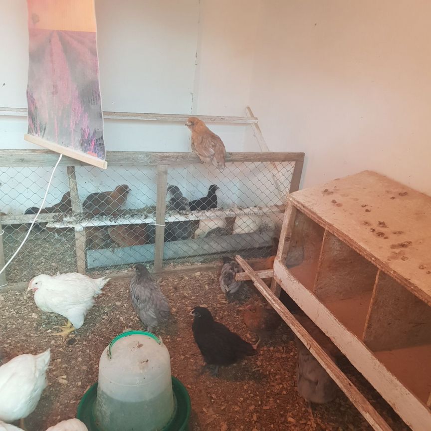 Продам подрощенных домашних цыплят