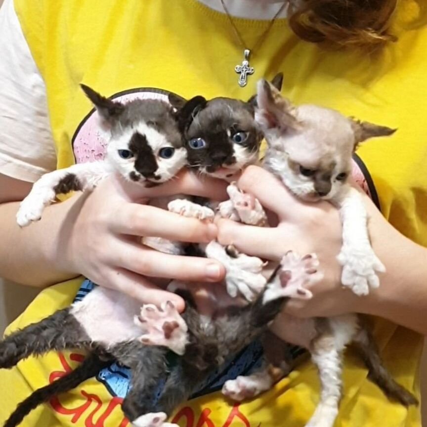 Котята девон-рекс