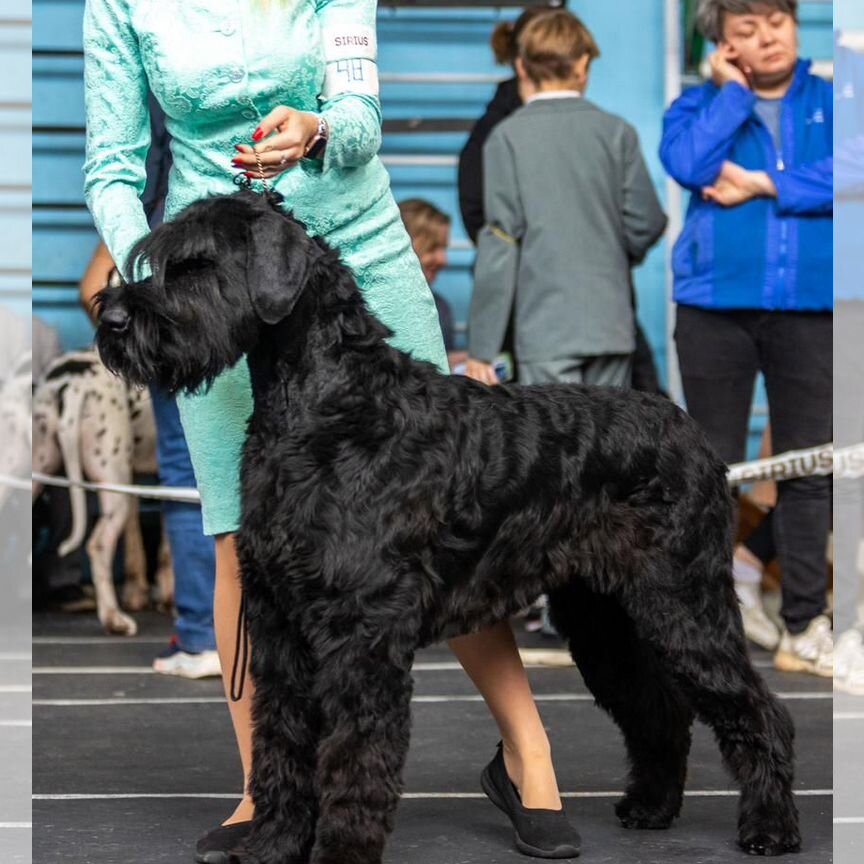 Вязка кобель ризеншнауцер