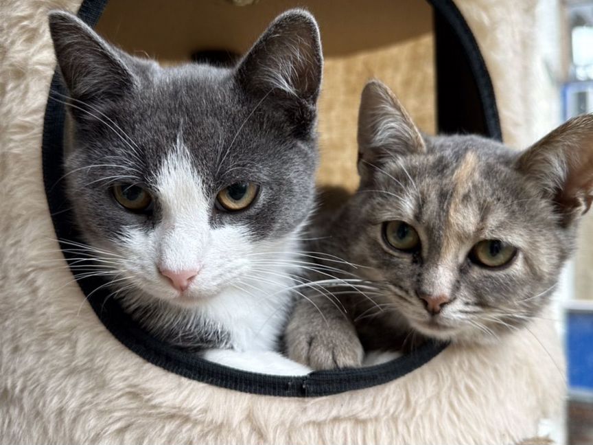 Домашние животные котята